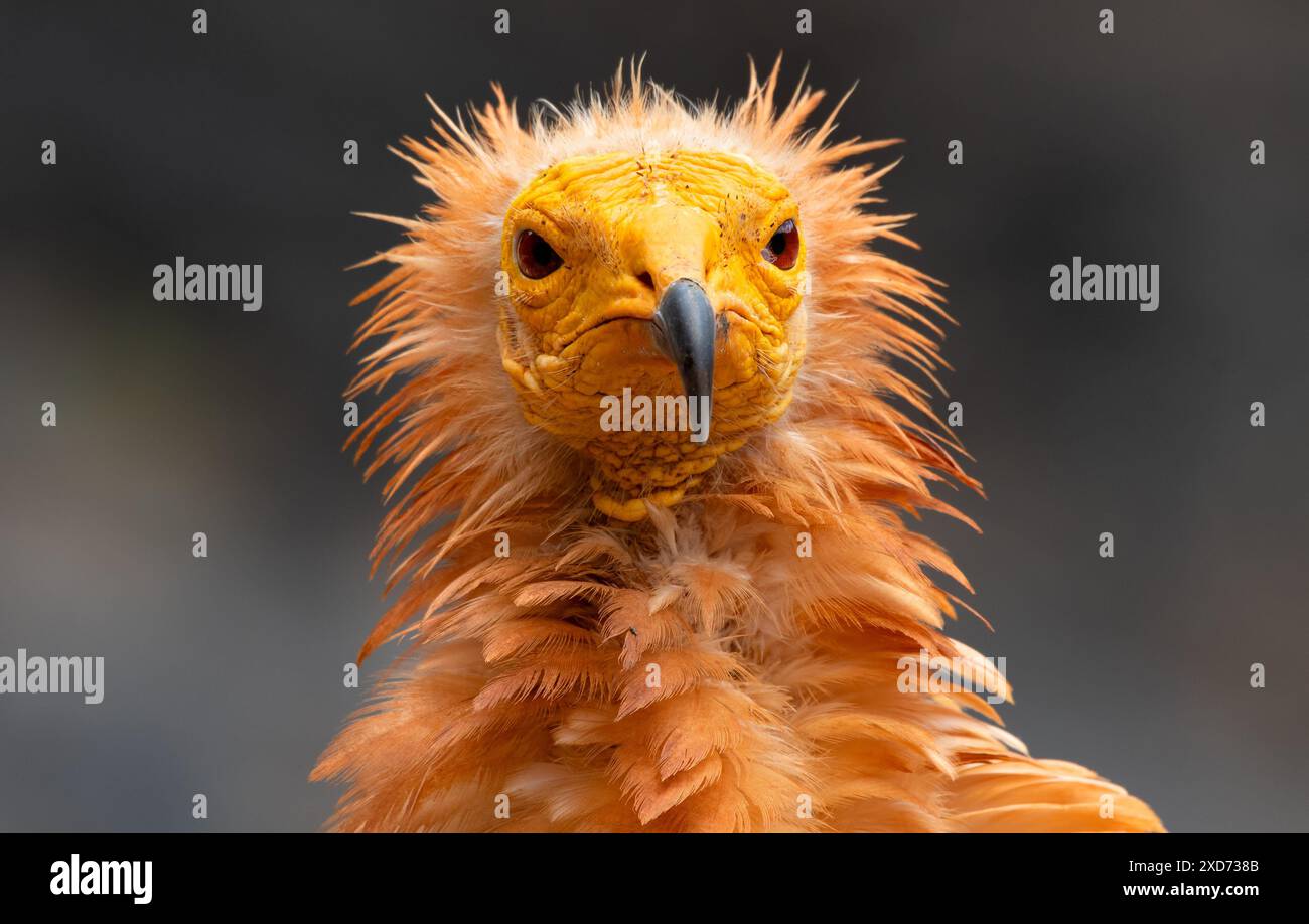 The Egyptian vulture (Neophron percnopterus), also called the white ...