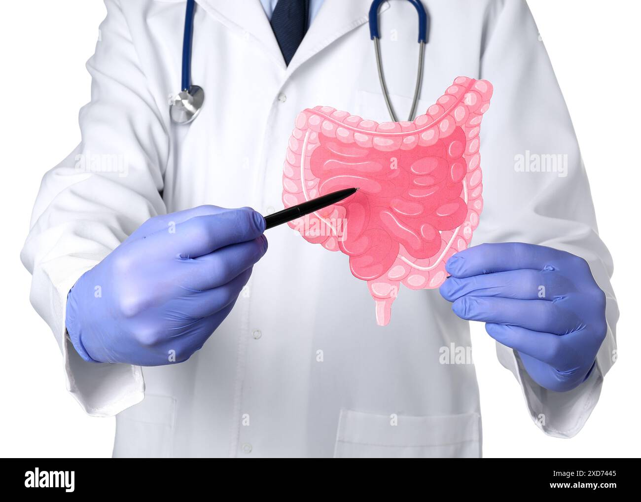 Doctor showing paper intestine cutout on white background, closeup ...