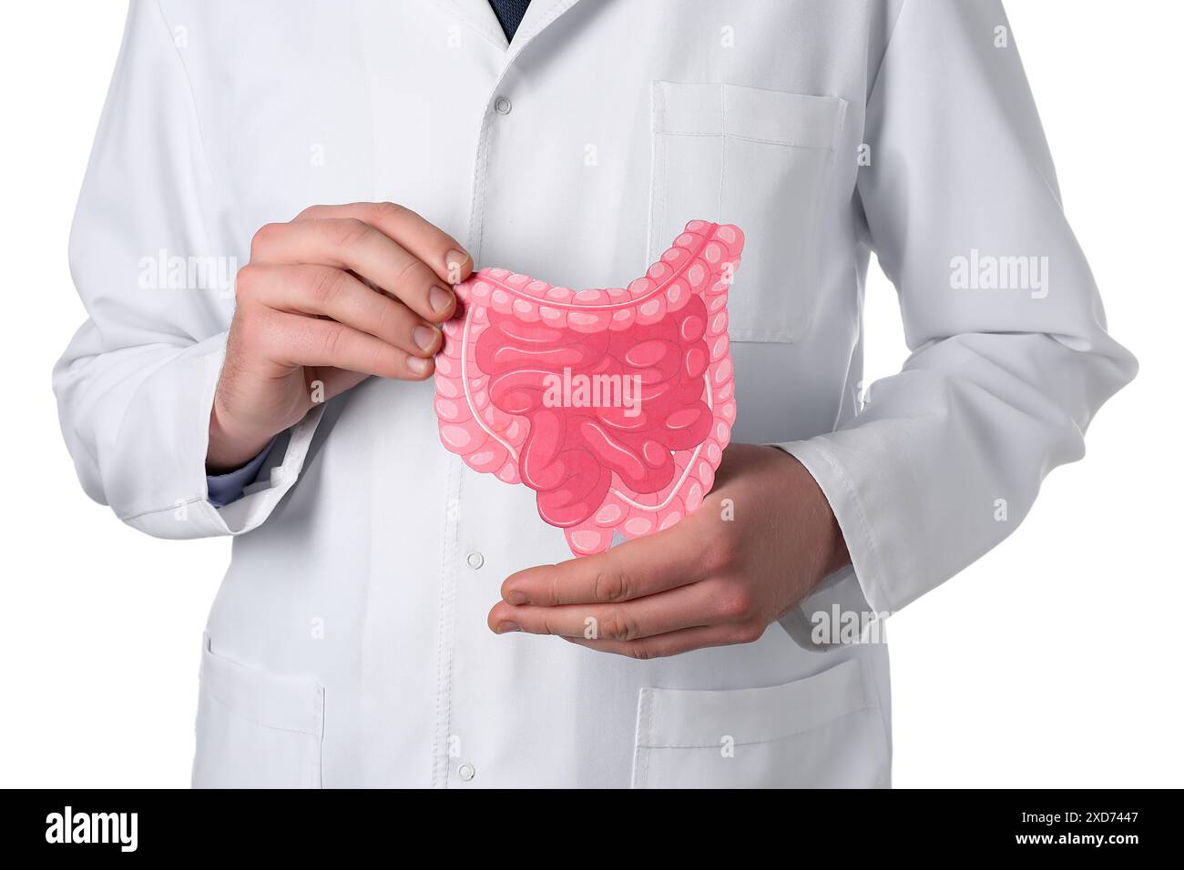 Doctor with paper intestine cutout on white background, closeup Stock ...