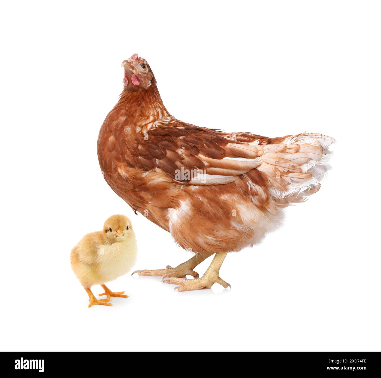 Chicken with cute chick on white background Stock Photo - Alamy