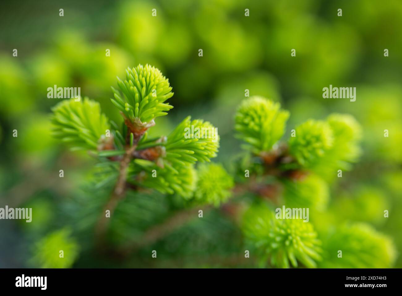 Young branch growth of spruce. spruce buds appear fluffy and exhibit a ...