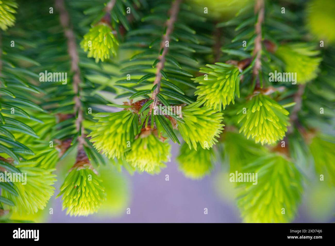 Spring pruning of conifers in the garden.spruce buds appear fluffy and ...