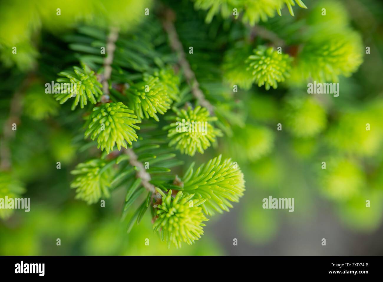 Spring pruning of conifers in the garden.spruce buds appear fluffy and ...
