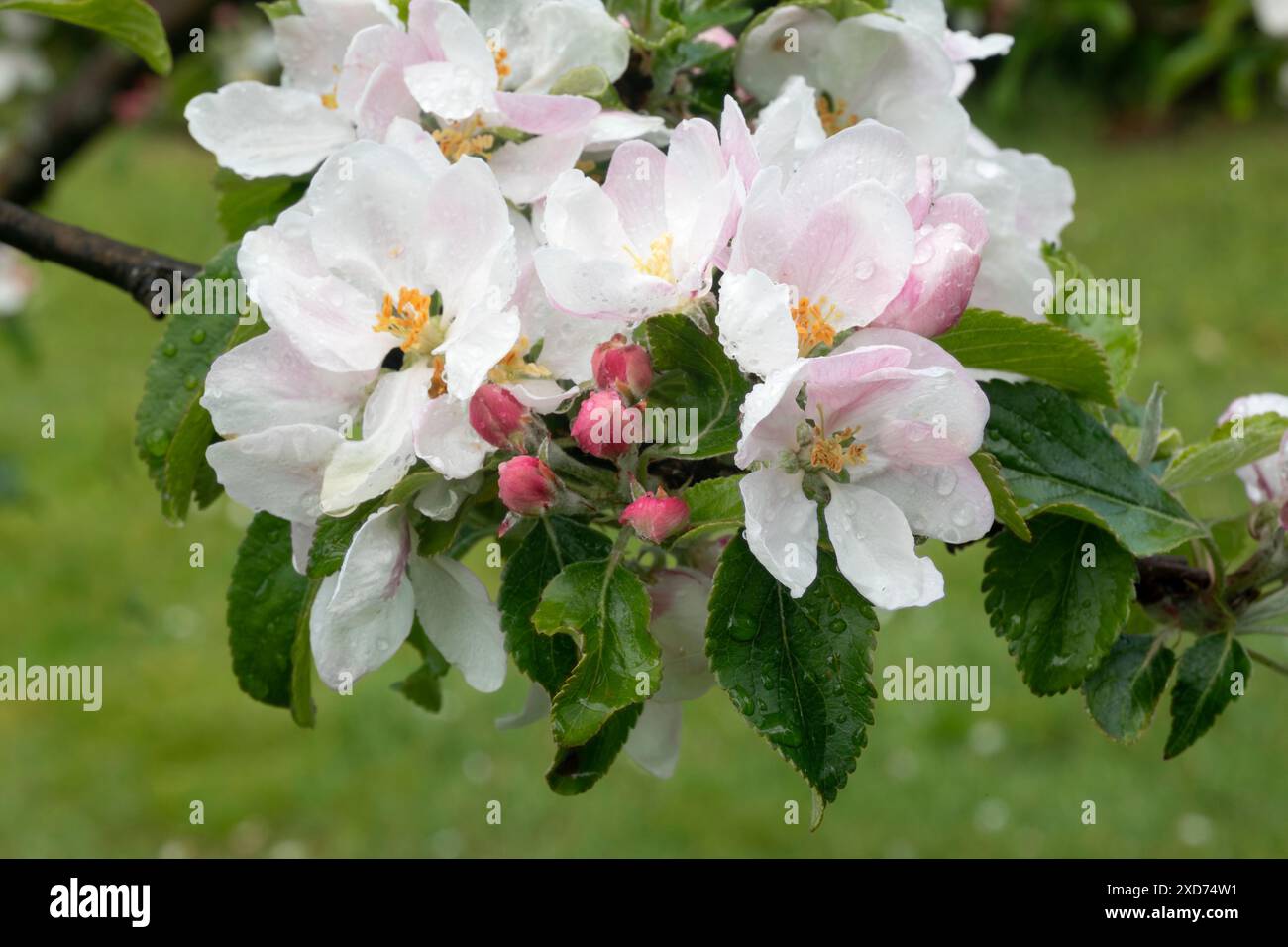 WA24821-00....WASHINGTON - Cox's Orange Pippin (Malus domestica) apple ...