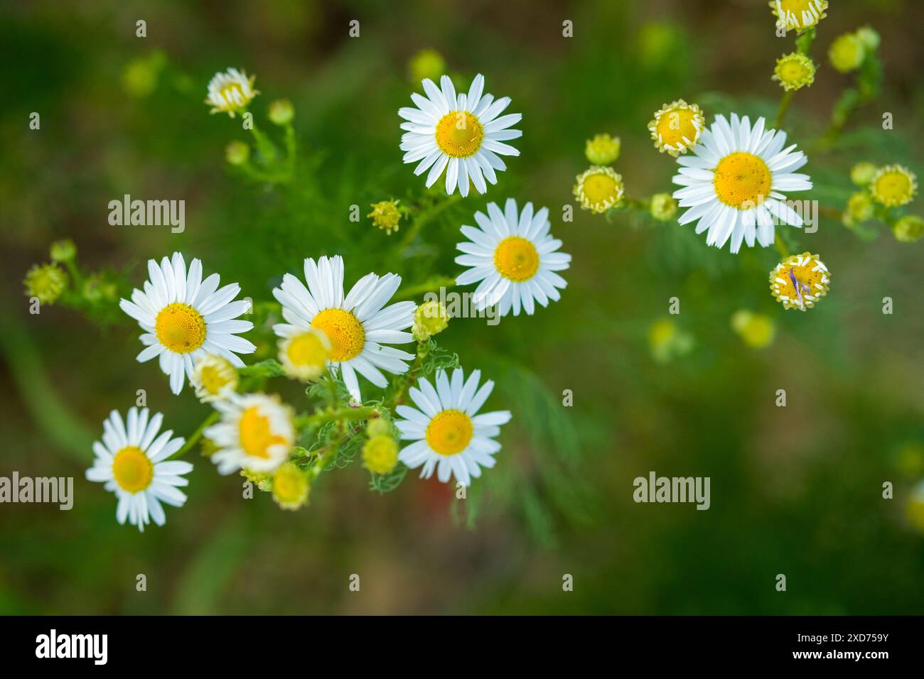 White matricaria flowers on hi-res stock photography and images - Alamy
