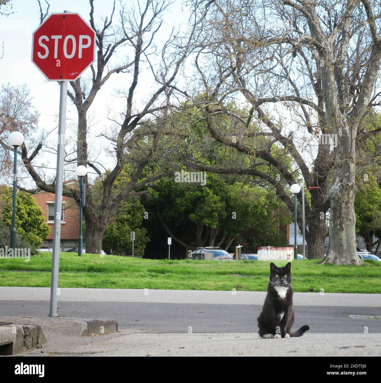 Domestic cats of Melbourne, Australia Stock Photo - Alamy