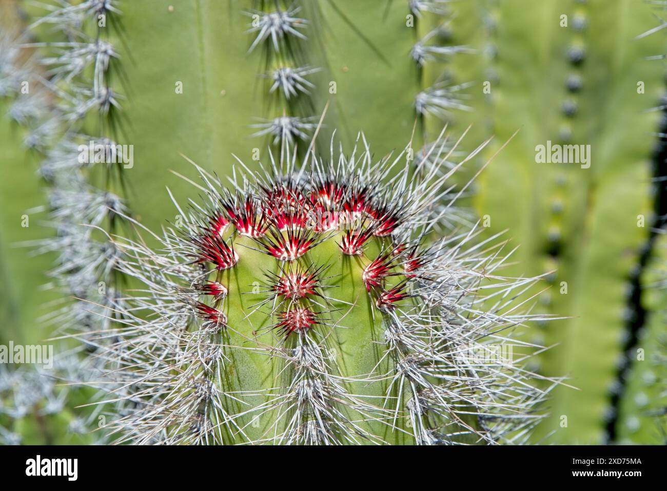 Close up bright red tipped spines on top of organ pipe cactus Stock ...