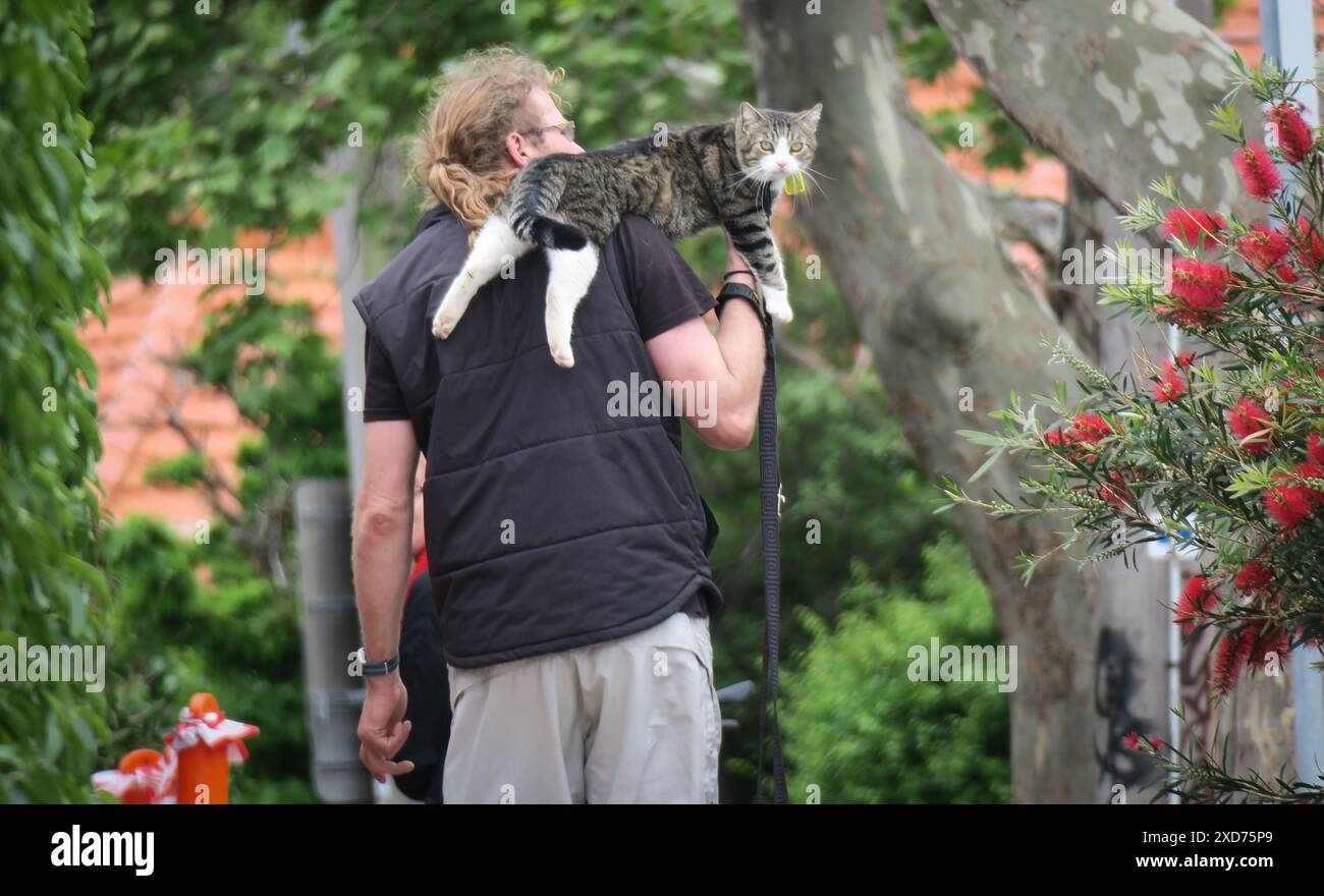 Domestic cats of Melbourne, Australia Stock Photo - Alamy