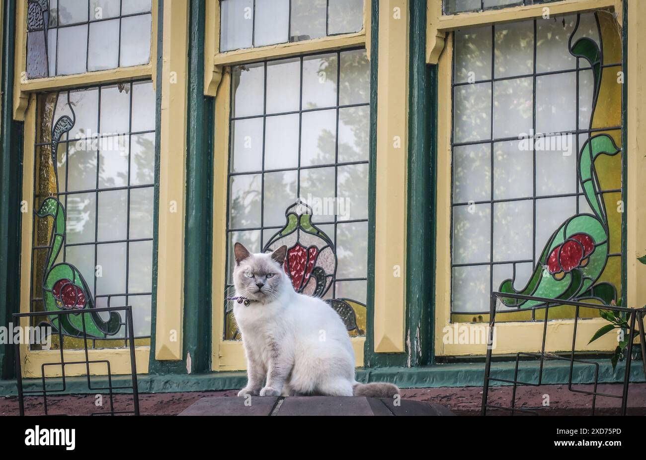 Australian feline hi-res stock photography and images - Alamy