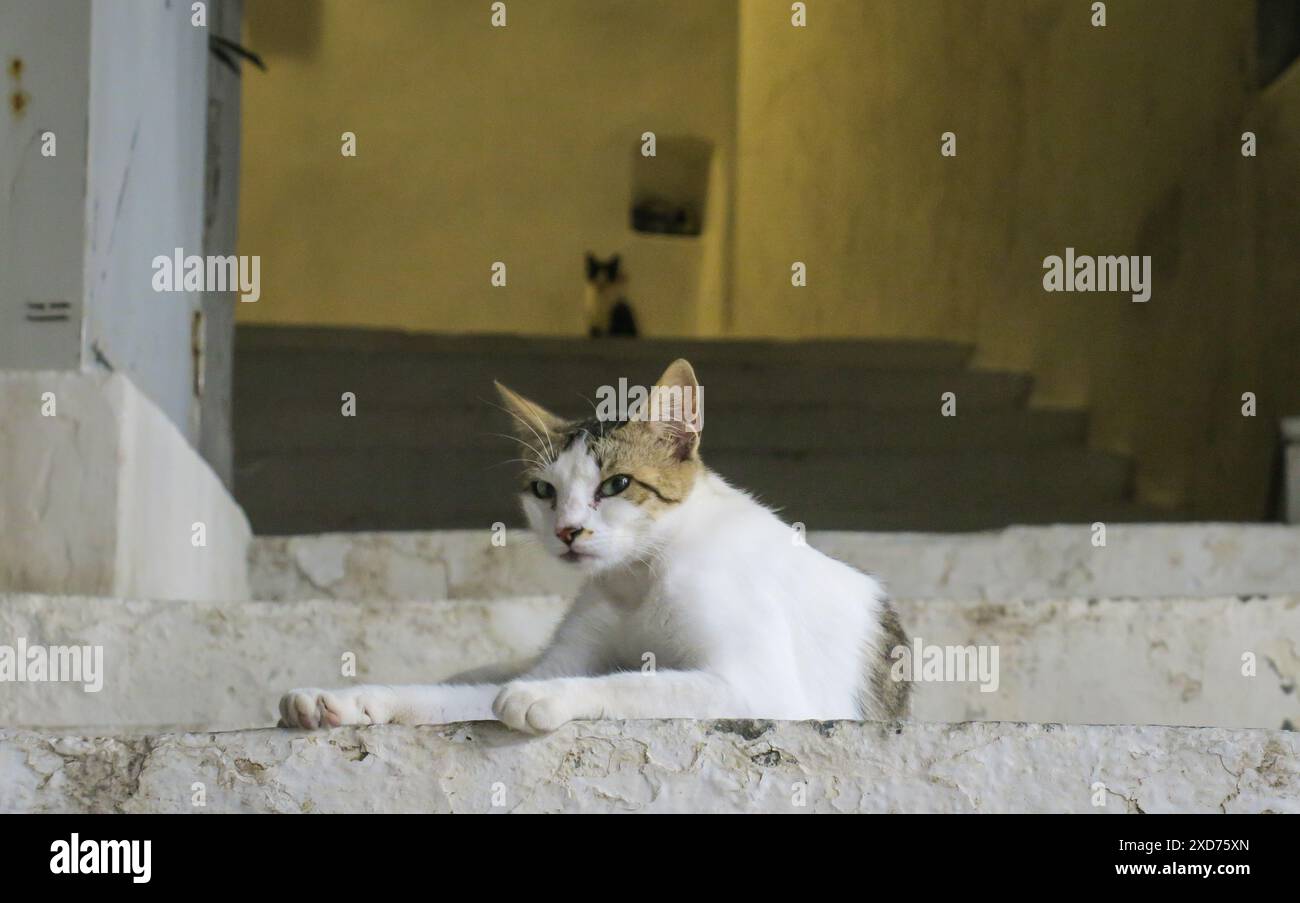 Feral cat greece hi-res stock photography and images - Alamy