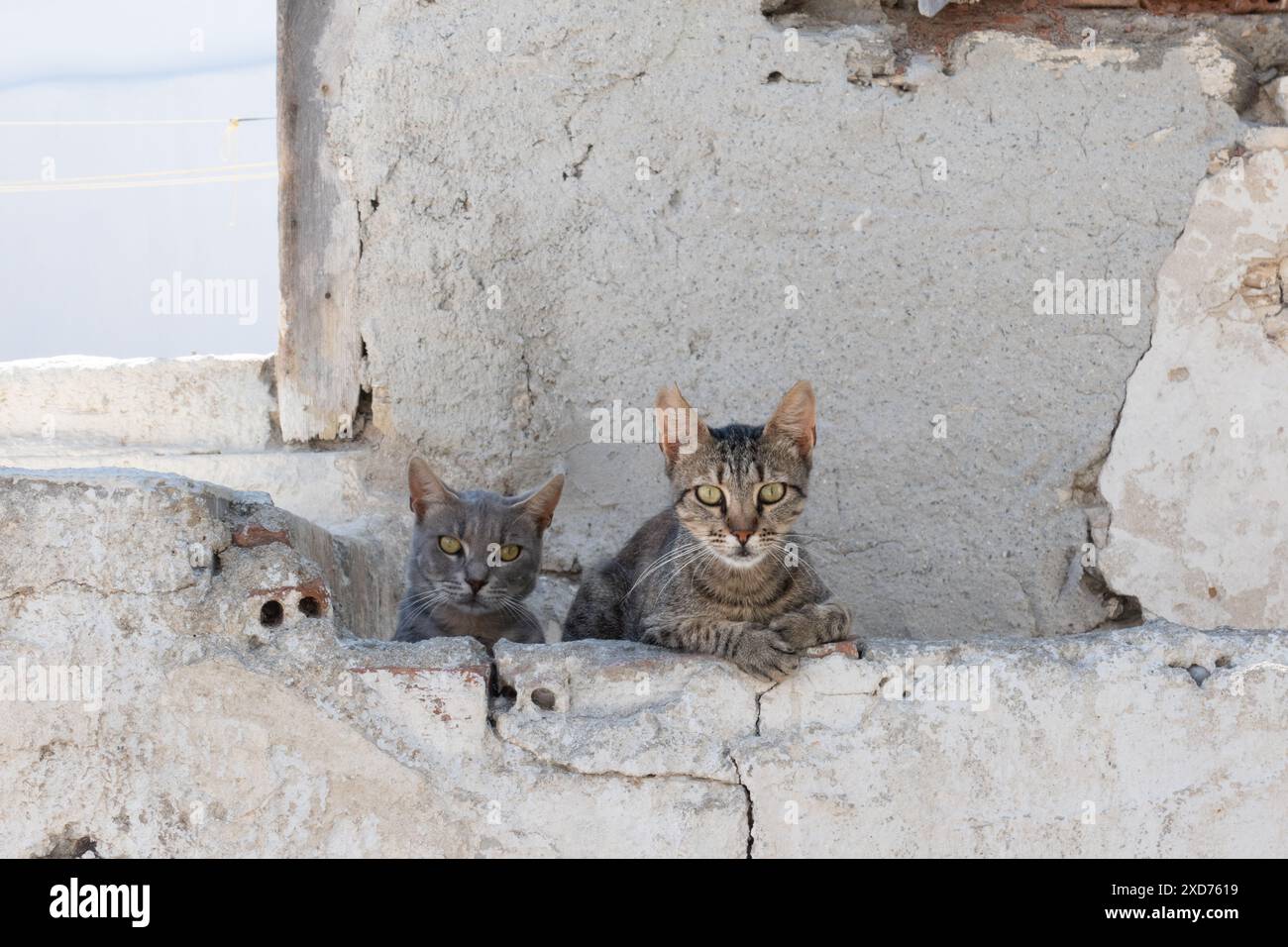 Feral cat greece hi-res stock photography and images - Alamy