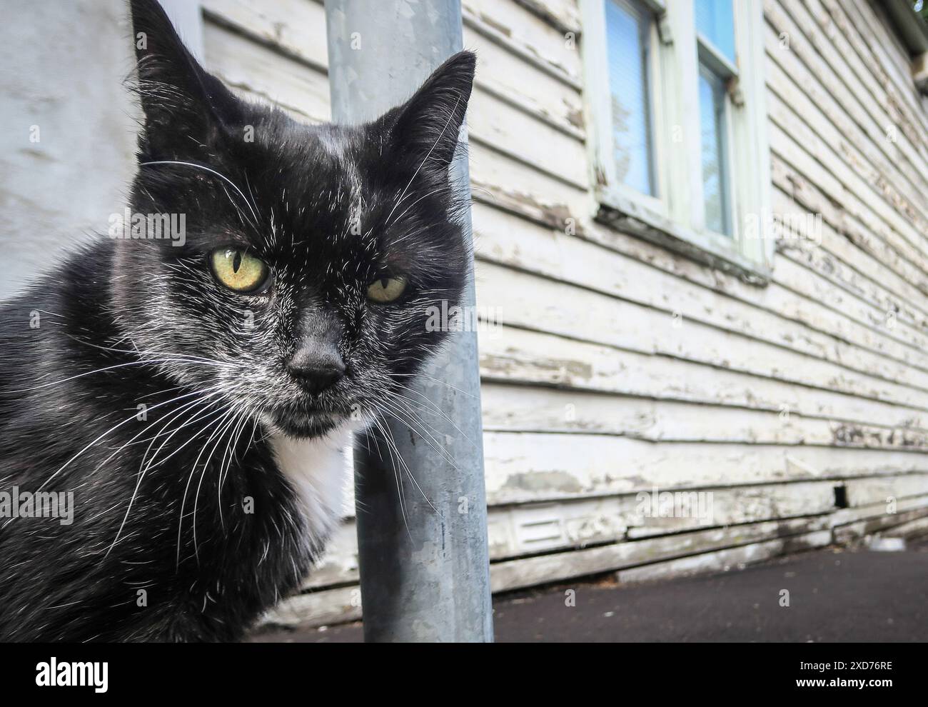 Domestic cats of Melbourne, Australia Stock Photo - Alamy