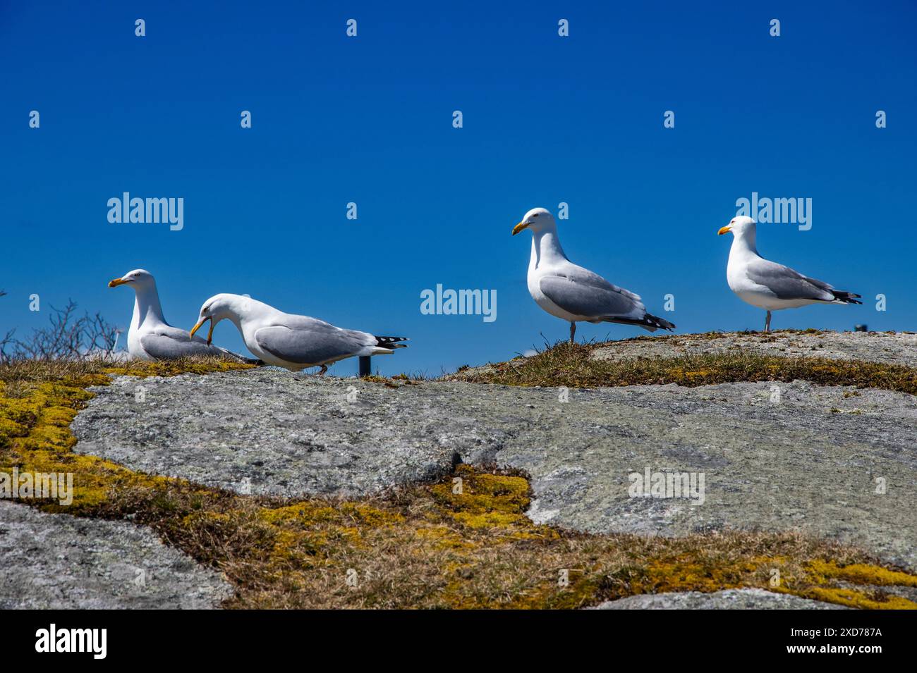 Great black-backed gulls standing on a rock in Peggy's Cove, Nova ...