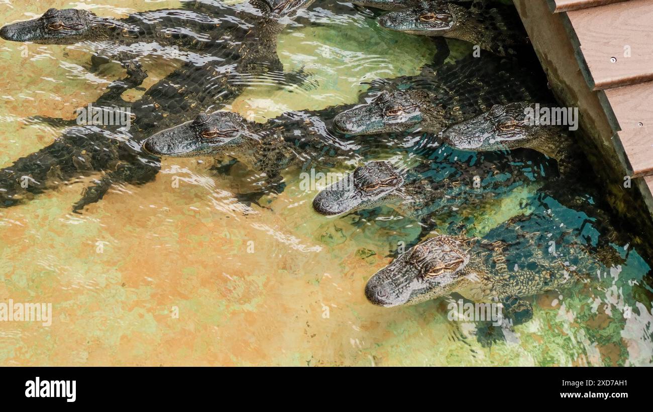 Juvenile alligators swimming in a Florida gator farm with various sizes ...
