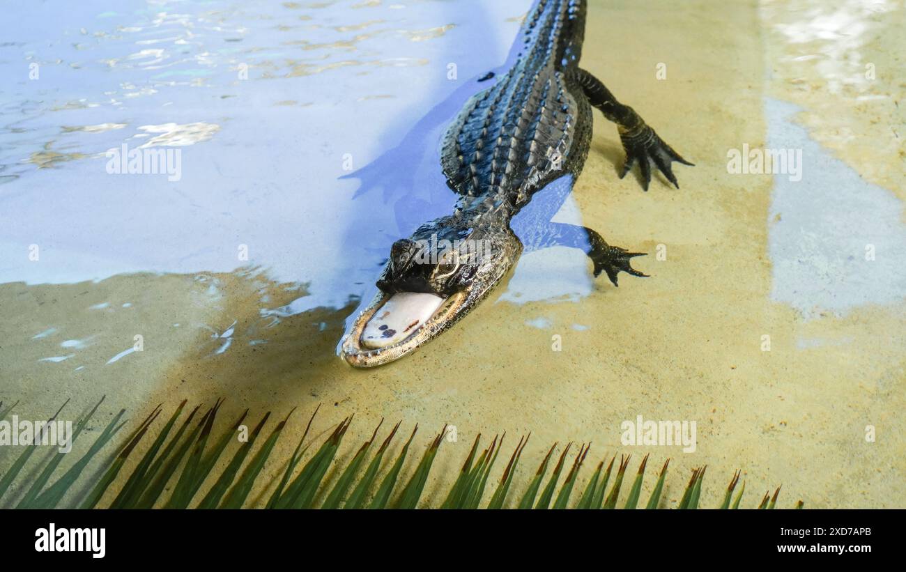 Famous Jawless Alligator Jawlene Resting on Rock with Sharp Teeth in ...
