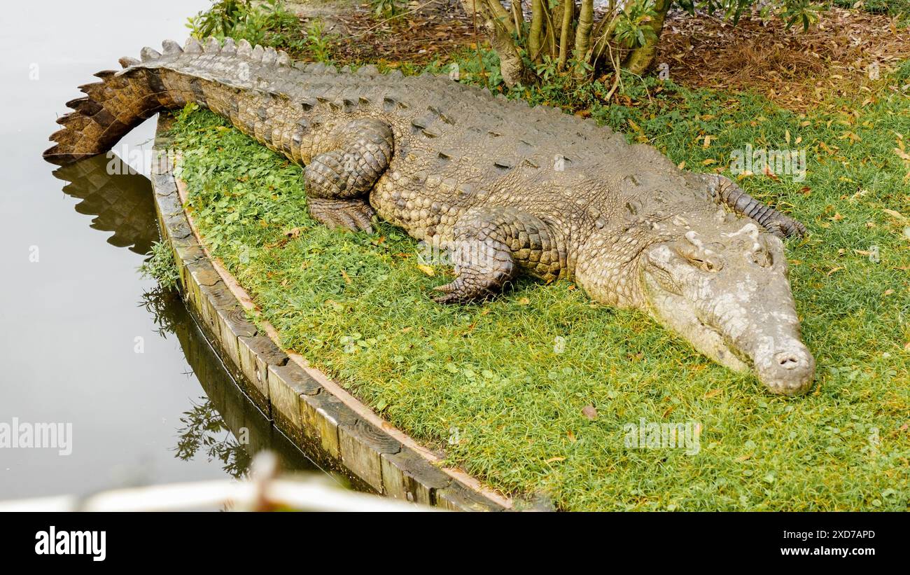 big scary alligator sunning on the green grass of a lake Stock Photo ...