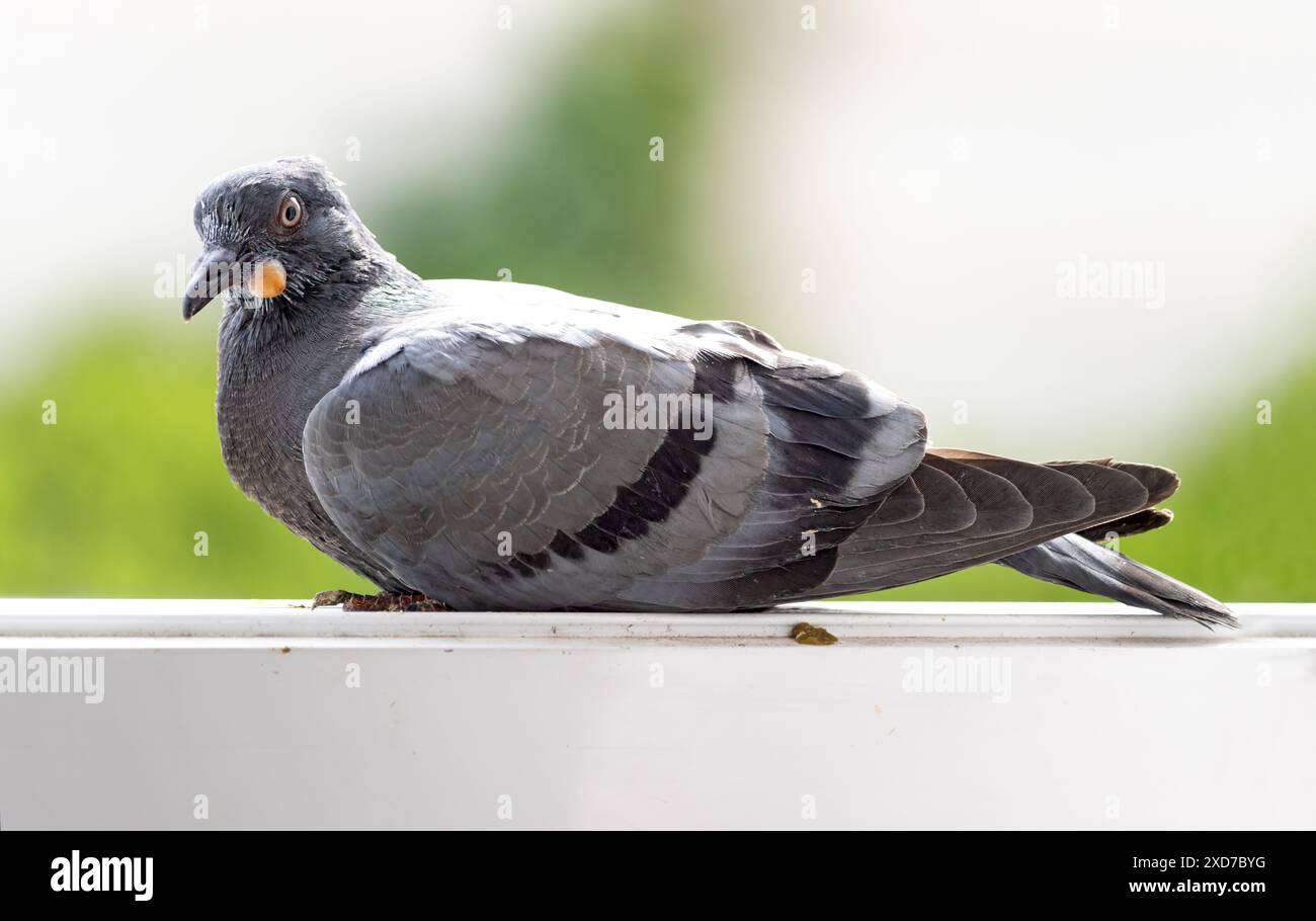 A pigeon sits on the frame of an open window Stock Photo - Alamy