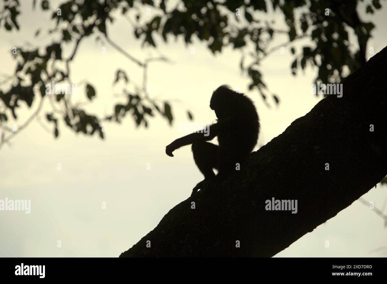 Primate heat stroke hi-res stock photography and images - Alamy