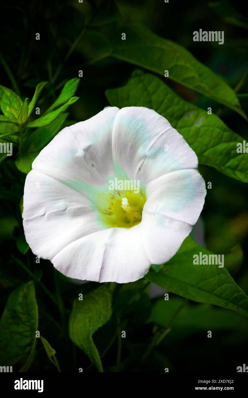 Hedge Bindweed Flower Stock Photo - Alamy