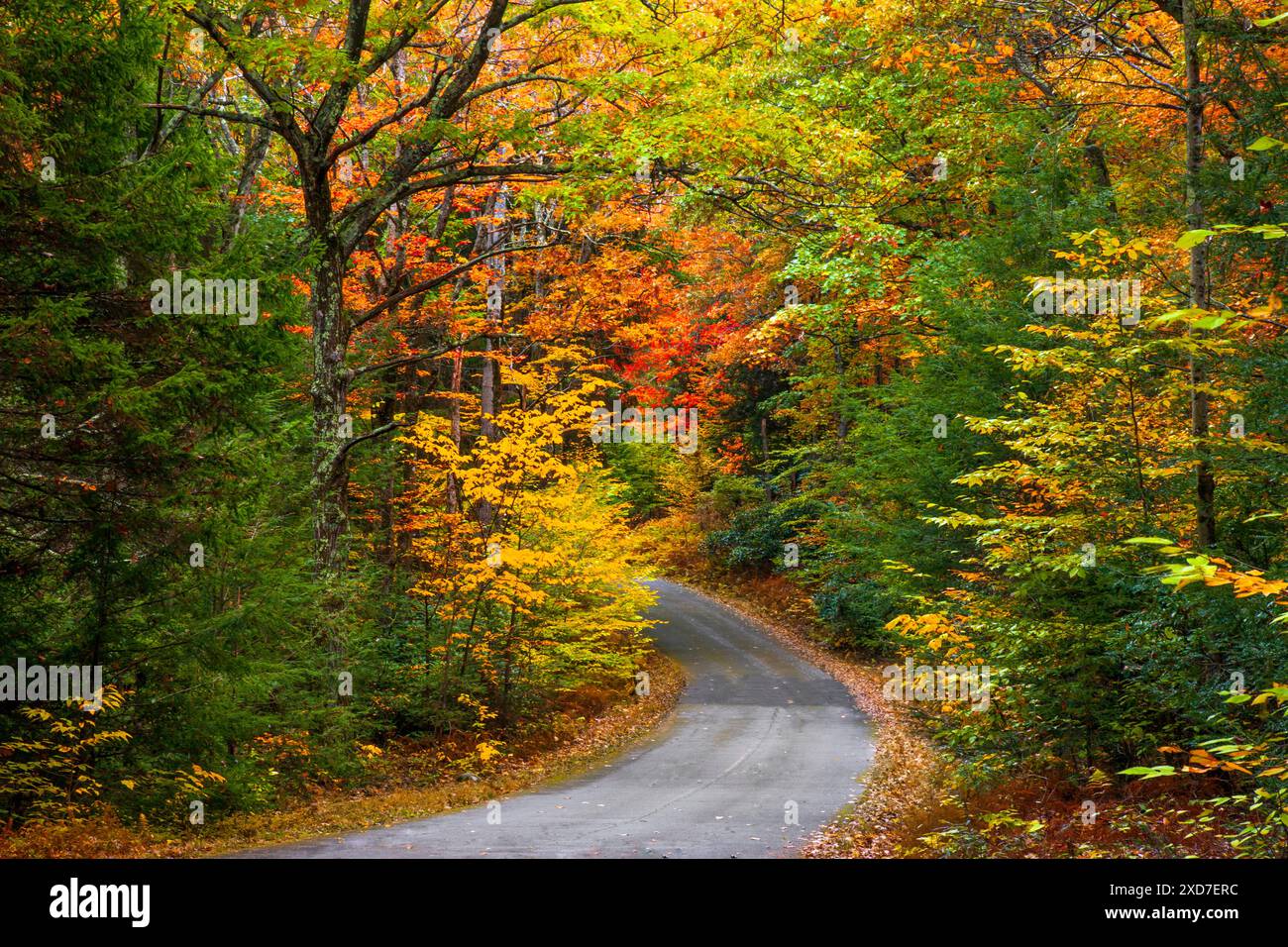 Autumn road at Promised Land State Park Stock Photo - Alamy