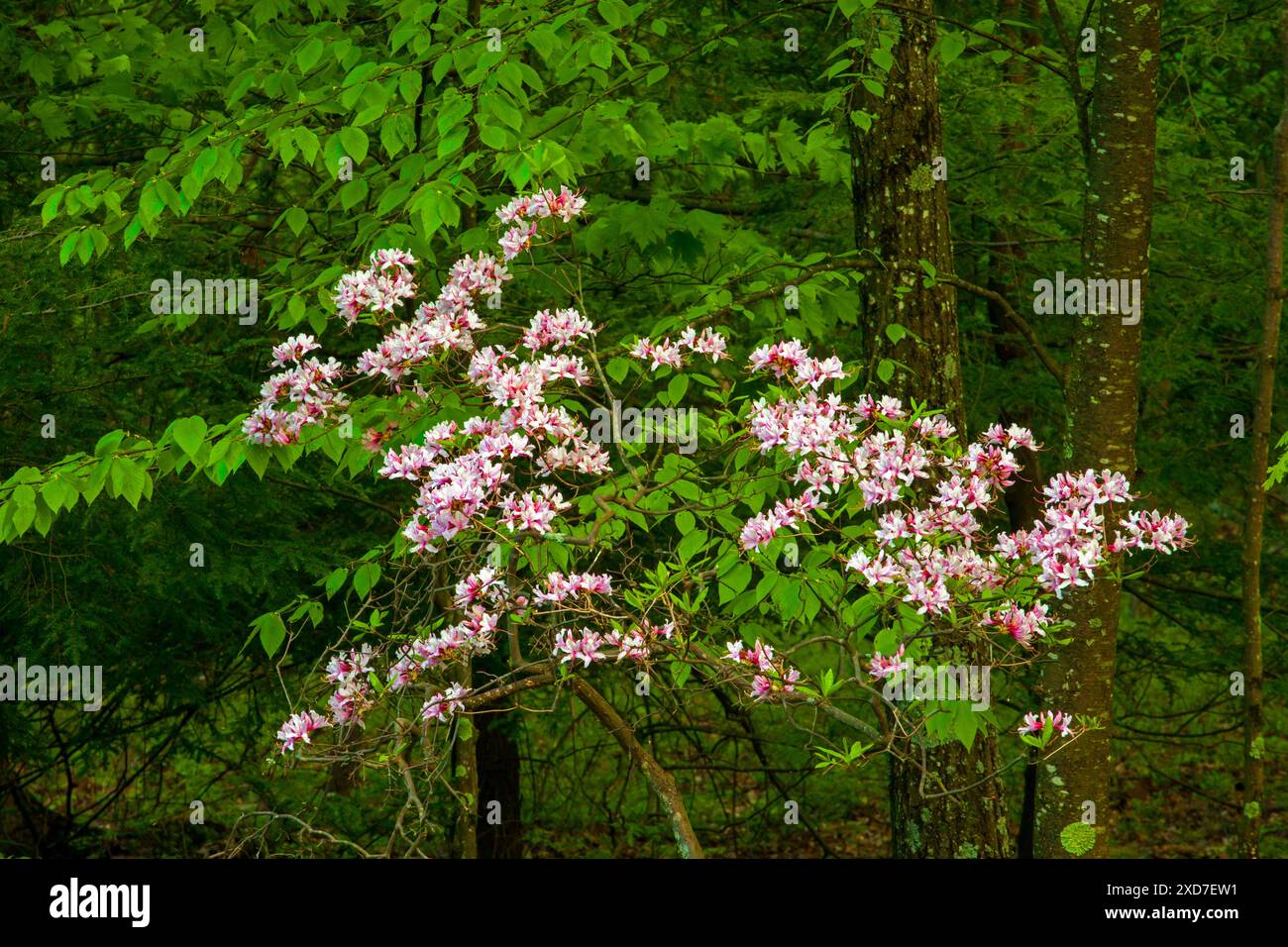 Rhododenfron periclymenoides hi-res stock photography and images - Alamy