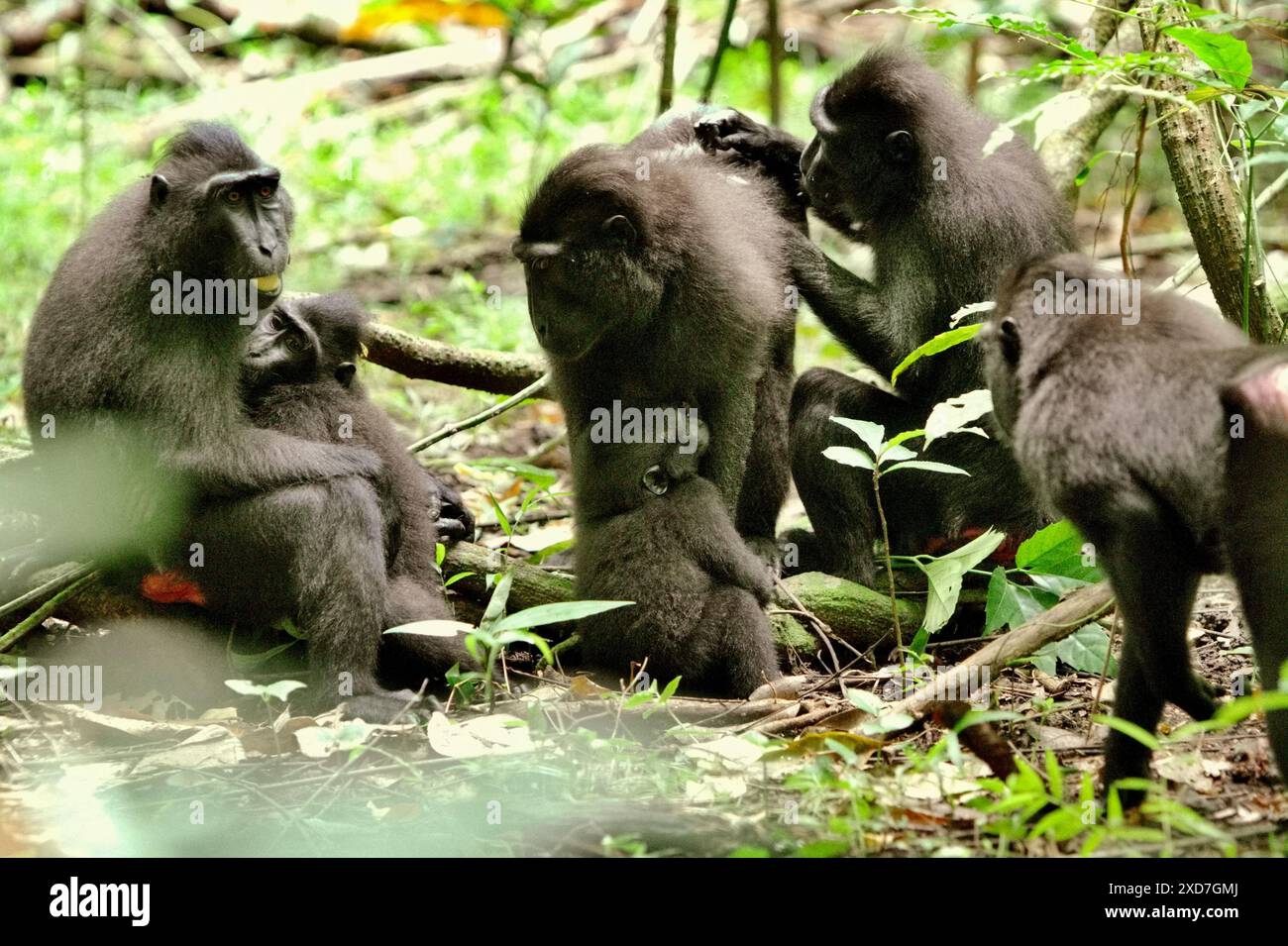 A group of Sulawesi black-crested macaque (Macaca nigra) in Tangkoko ...