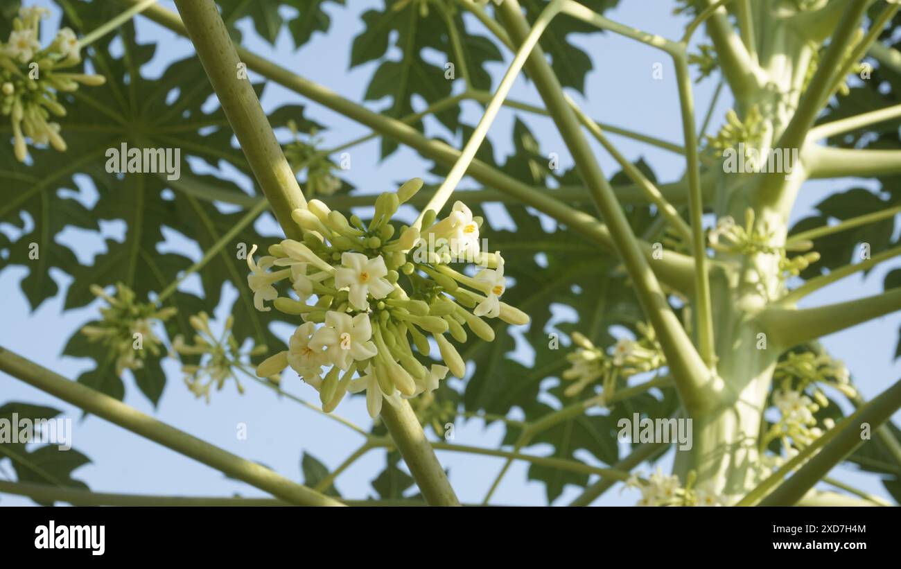 Beautiful papaya flowers hanging on a papaya tree in the bright ...