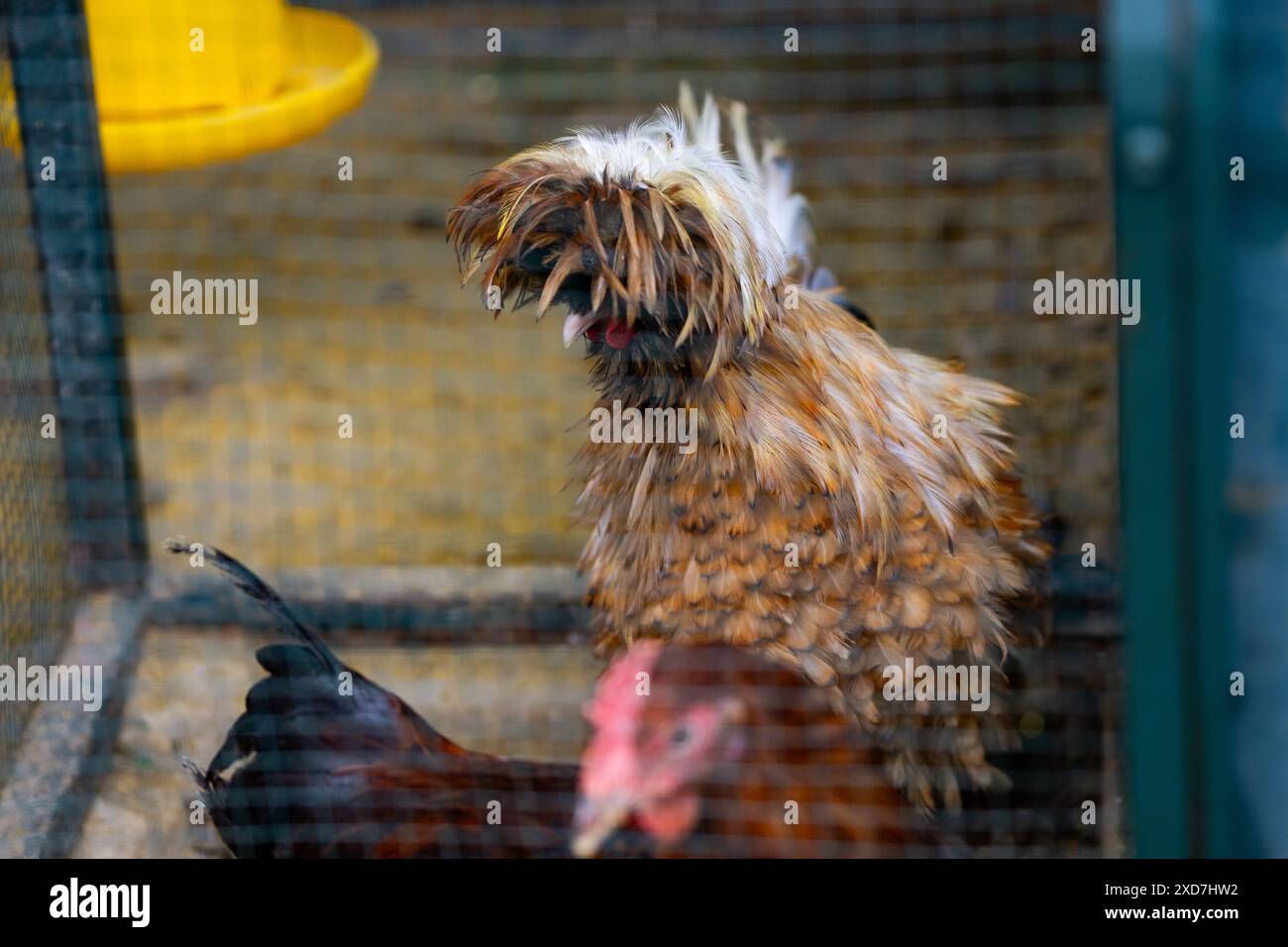 Captive Exotic Rooster with Distinctive Feathers in a Wired Barnyard ...