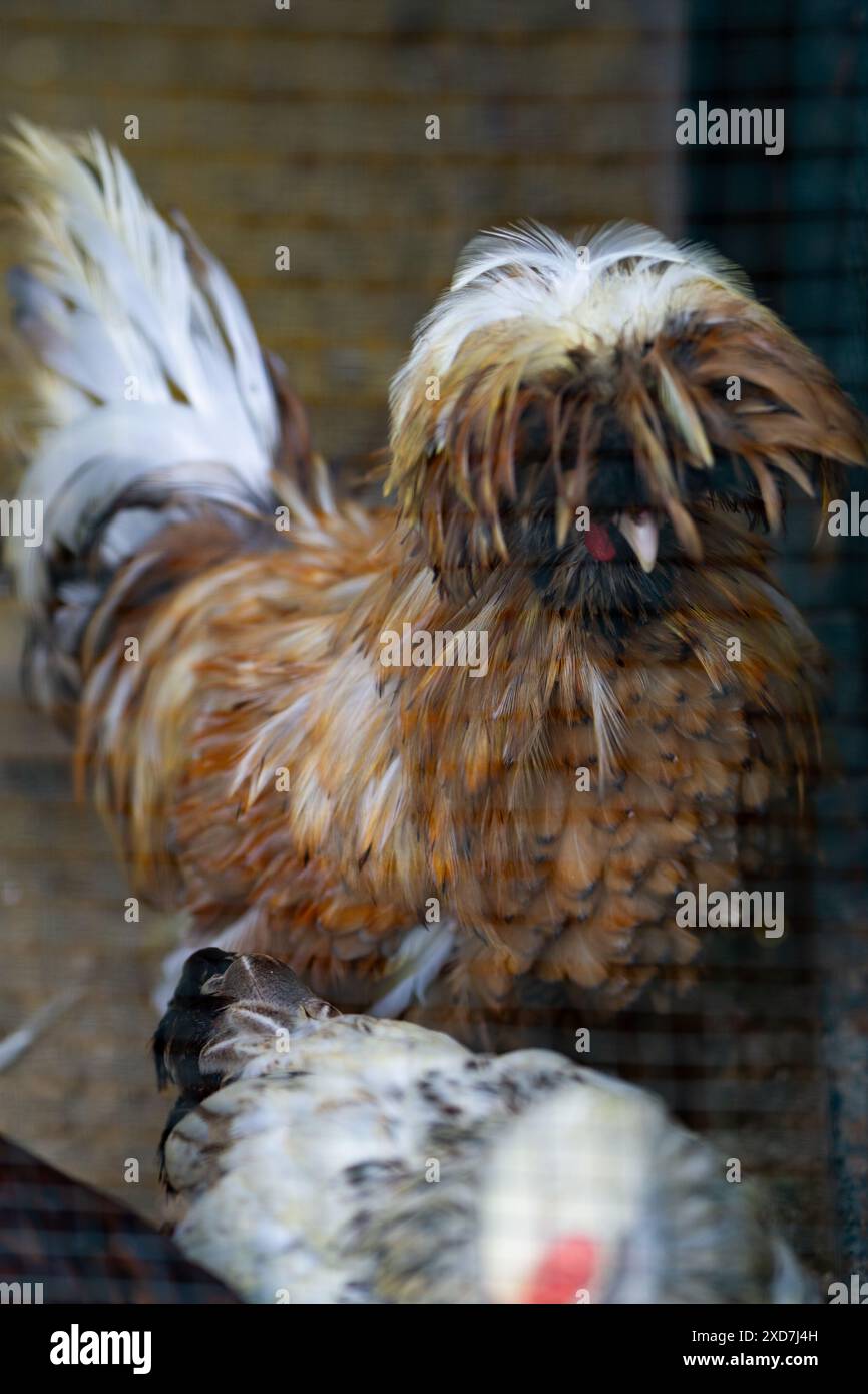 Captive Exotic Rooster with Distinctive Feathers in a Wired Barnyard ...