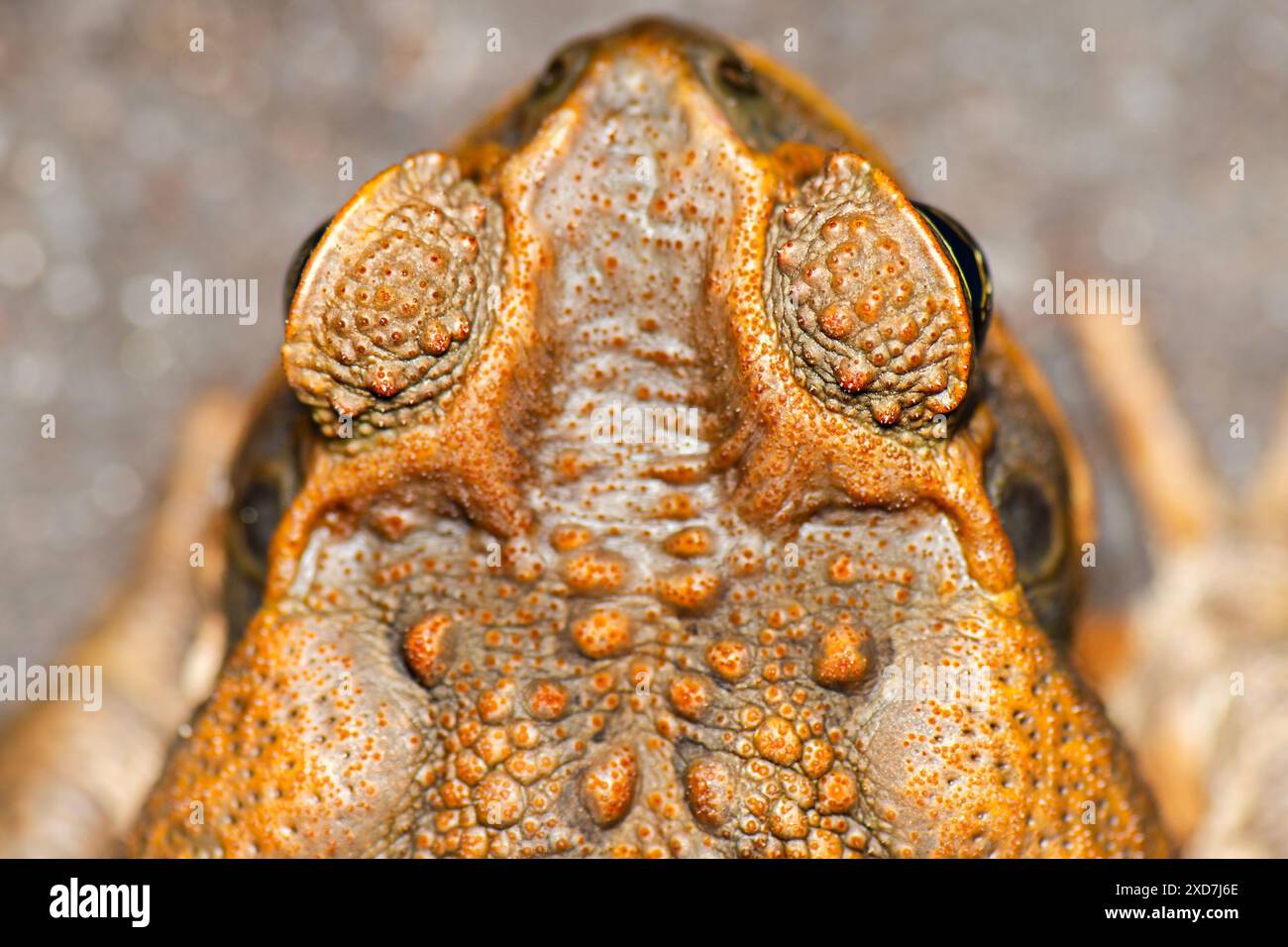 The cane toad, also known as the giant neotropical toad or marine toad ...