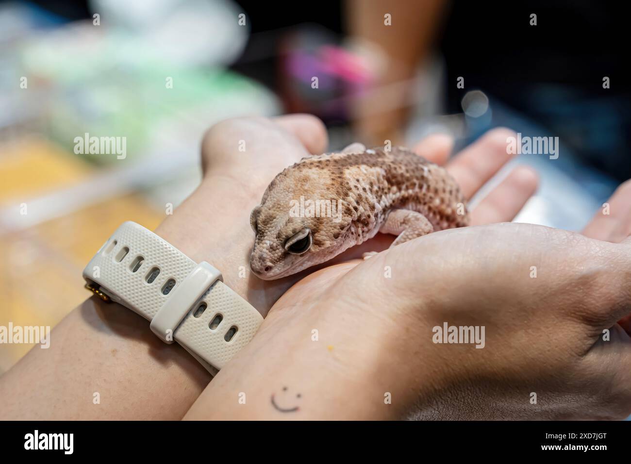 A gecko on people's hand. It's a popular pet in Thailand Stock Photo ...