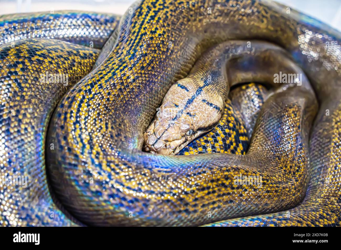 Snake in the acrylic cabinet waiting to be sold. It's a popular pet in ...