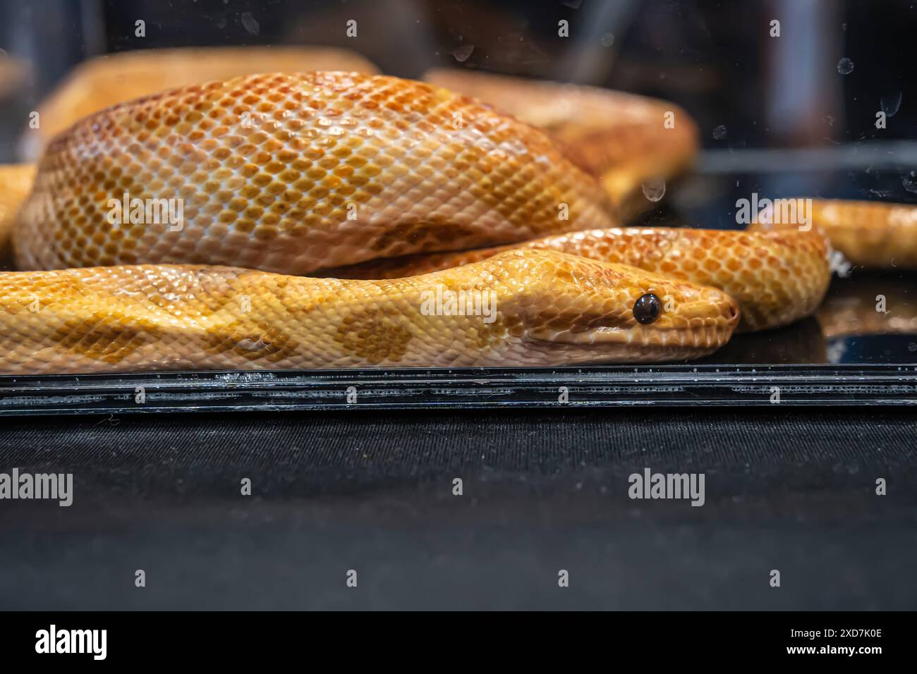 Ball python in the acrylic cabinet waiting to be sold. It's a popular ...