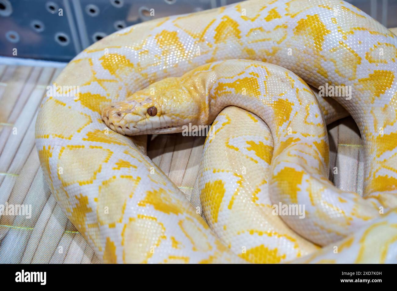 Albino burmese python is a popular pet in Thailand Stock Photo - Alamy