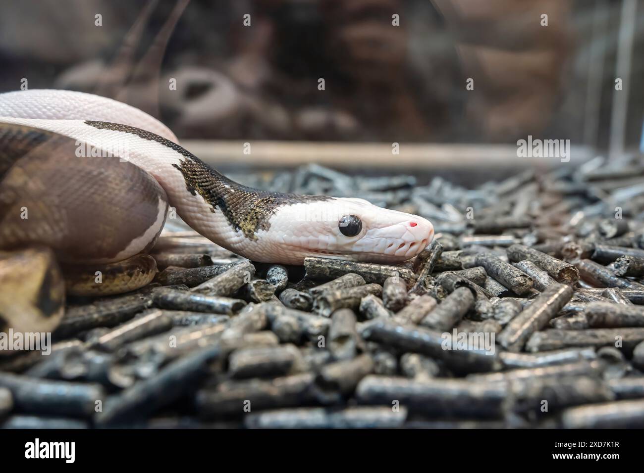 Ball python in the acrylic cabinet waiting to be sold. It's a popular ...