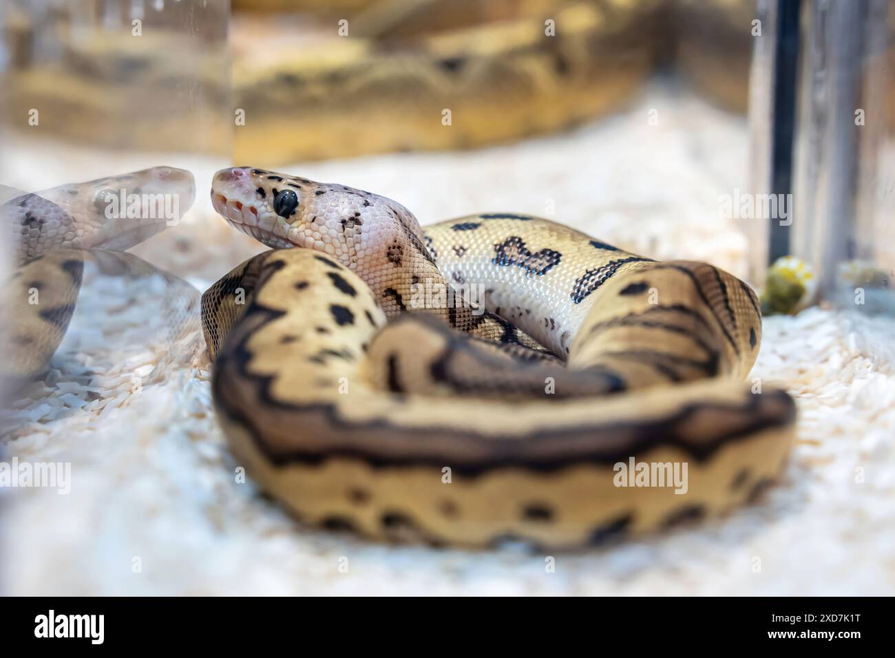 Ball python in the acrylic cabinet waiting to be sold. It's a popular ...