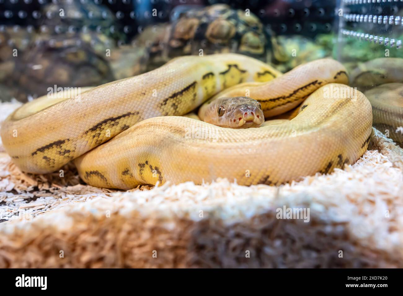 Ball python in the acrylic cabinet waiting to be sold. It's a popular ...