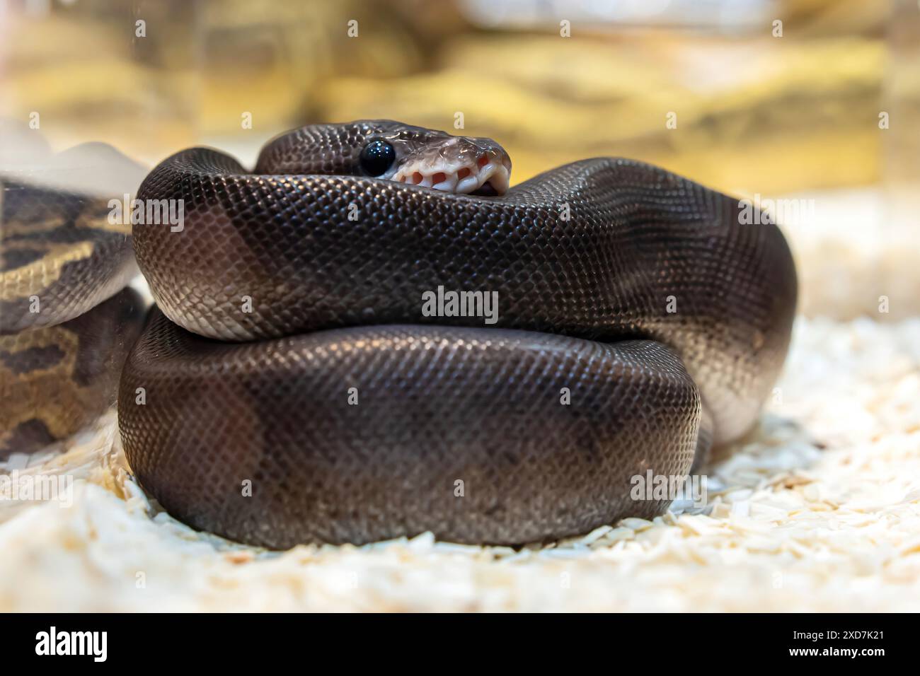 Ball python in the acrylic cabinet waiting to be sold. It's a popular ...