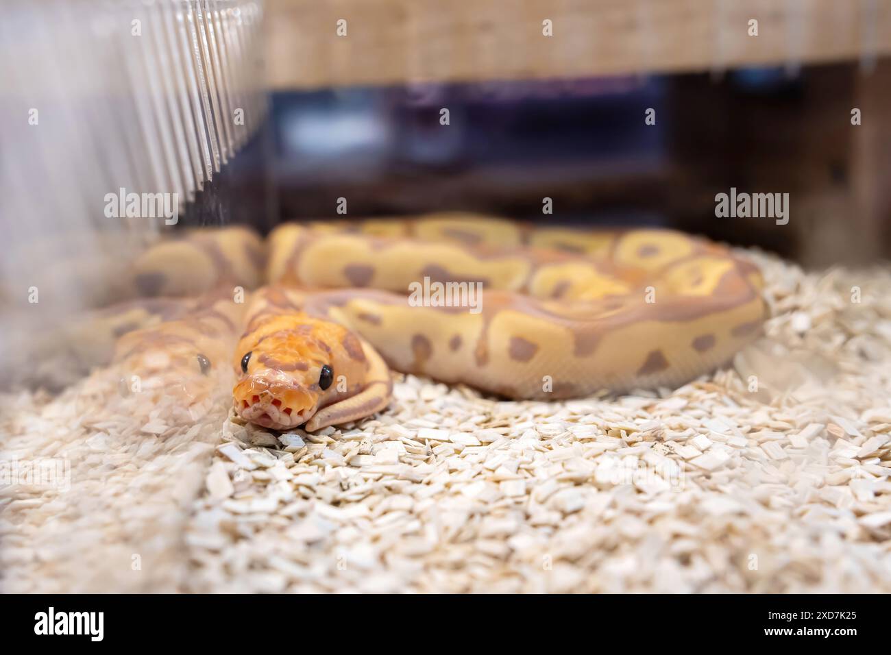 Ball python in the acrylic cabinet waiting to be sold. It's a popular ...