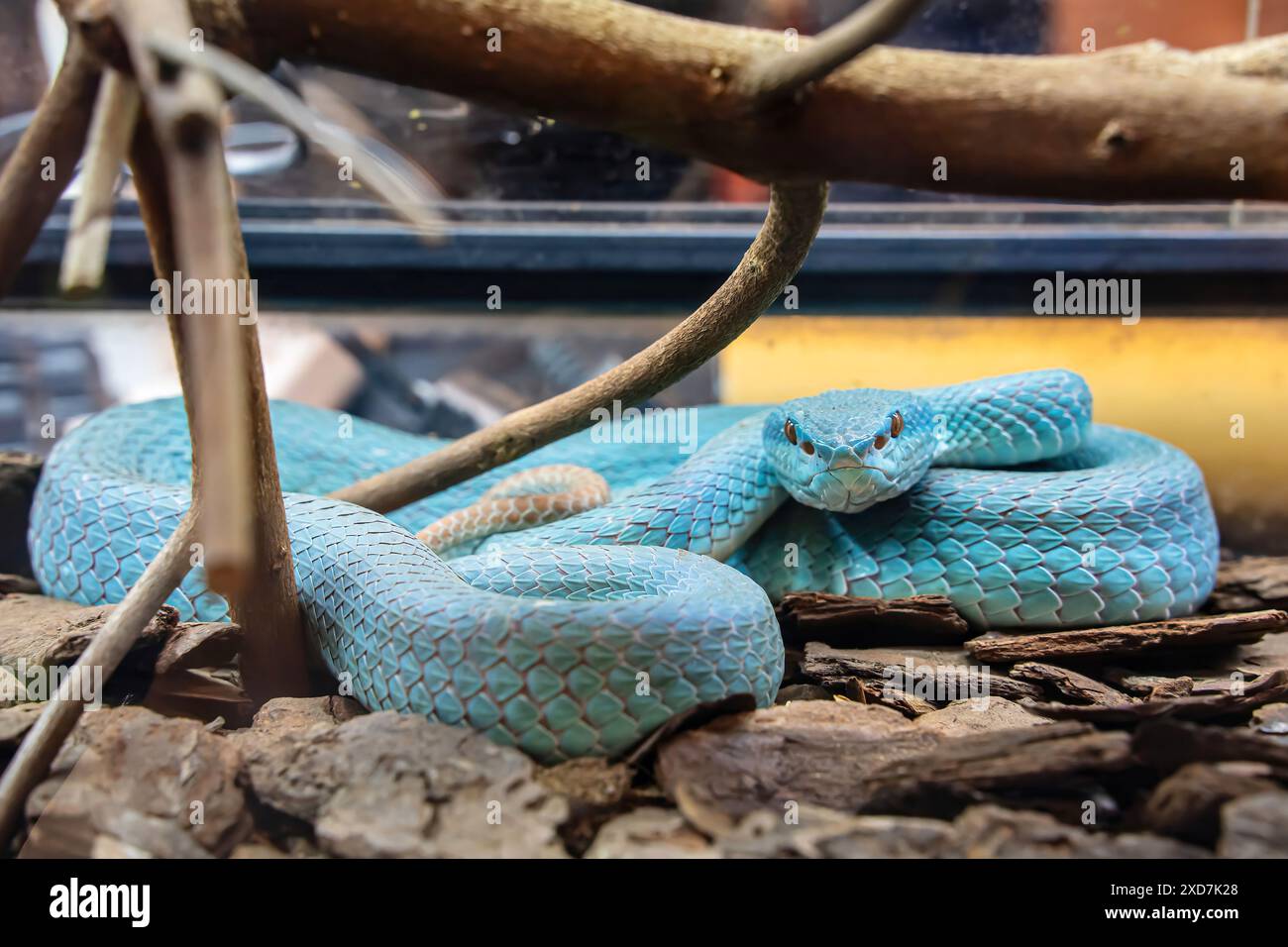 Snake in the acrylic cabinet waiting to be sold. It's a popular pet in ...
