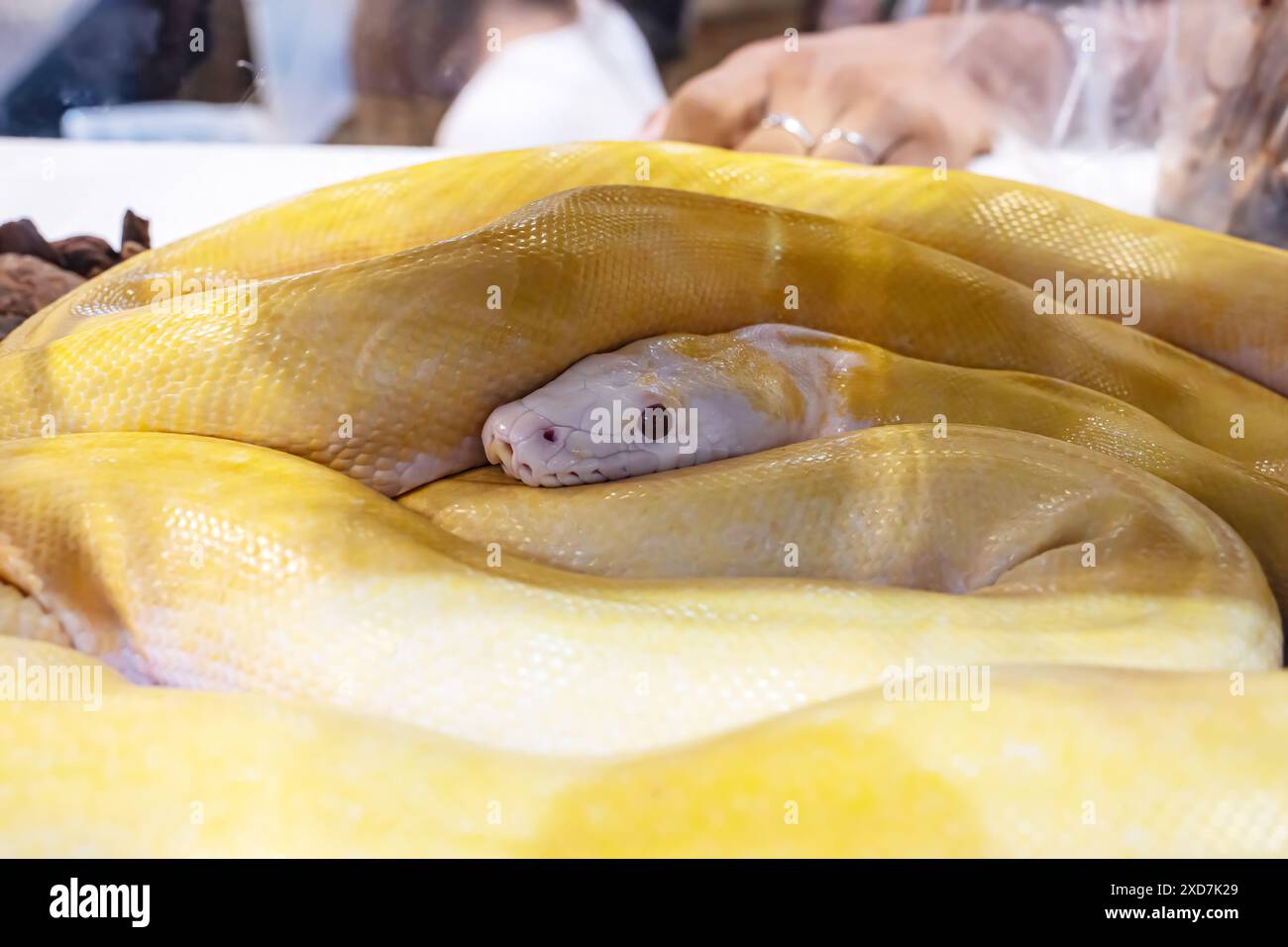 Ball python in the acrylic cabinet waiting to be sold. It's a popular ...