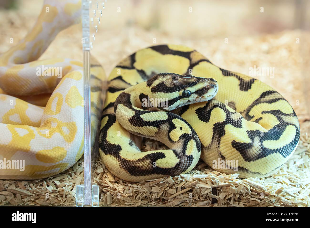 Ball python in the glass cabinet waiting to be sold. It's a popular pet ...