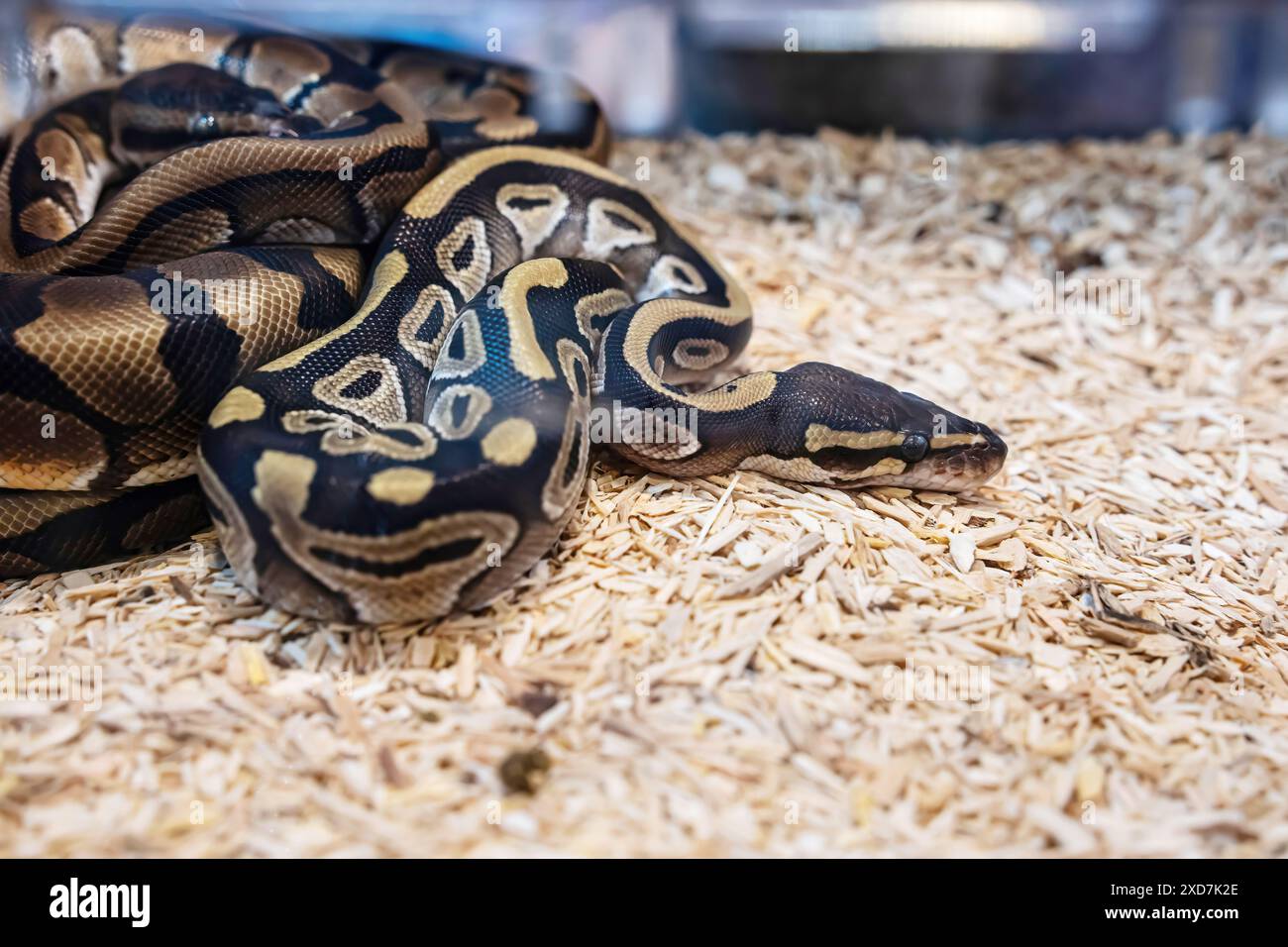 Ball python in the acrylic cabinet waiting to be sold. It's a popular ...
