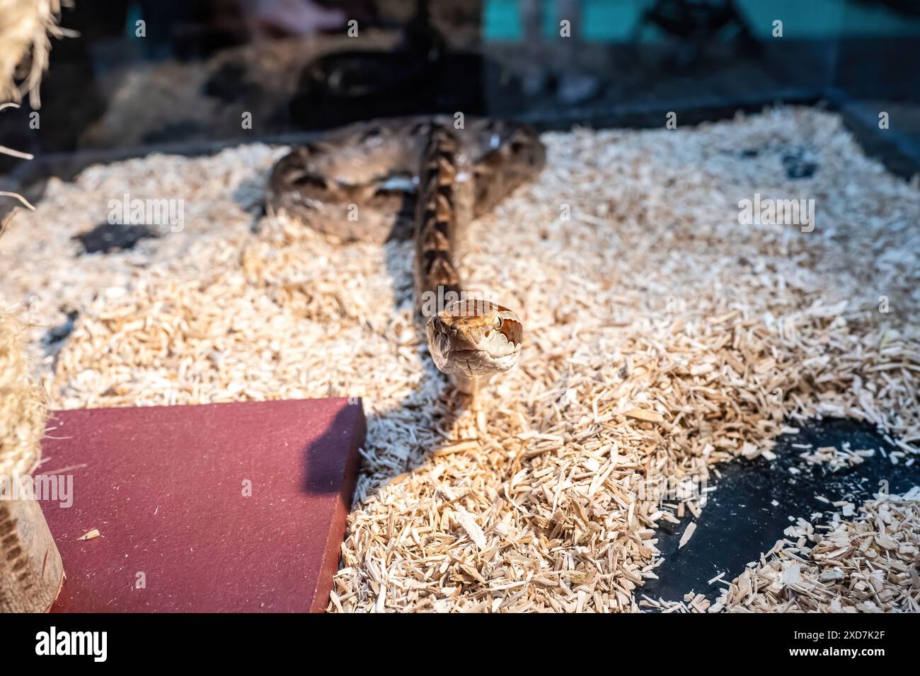Snake in the acrylic cabinet waiting to be sold. It's a popular pet in ...
