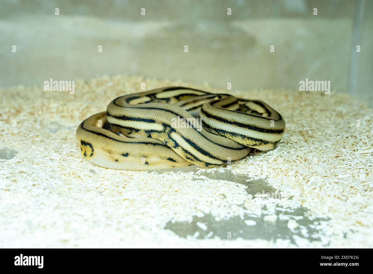 Ball python in the glass cabinet waiting to be sold. It's a popular pet ...