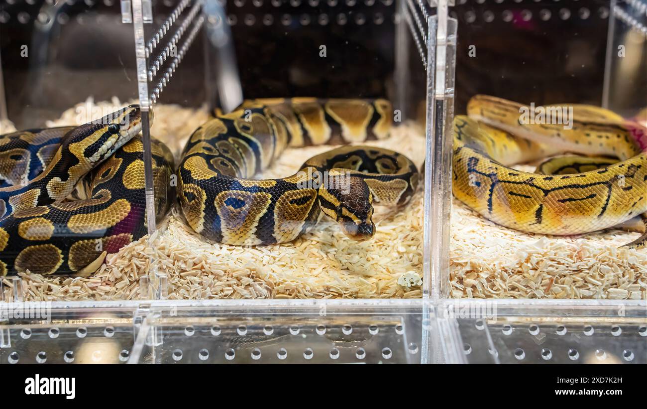 Ball python in the glass cabinet waiting to be sold. It's a popular pet ...