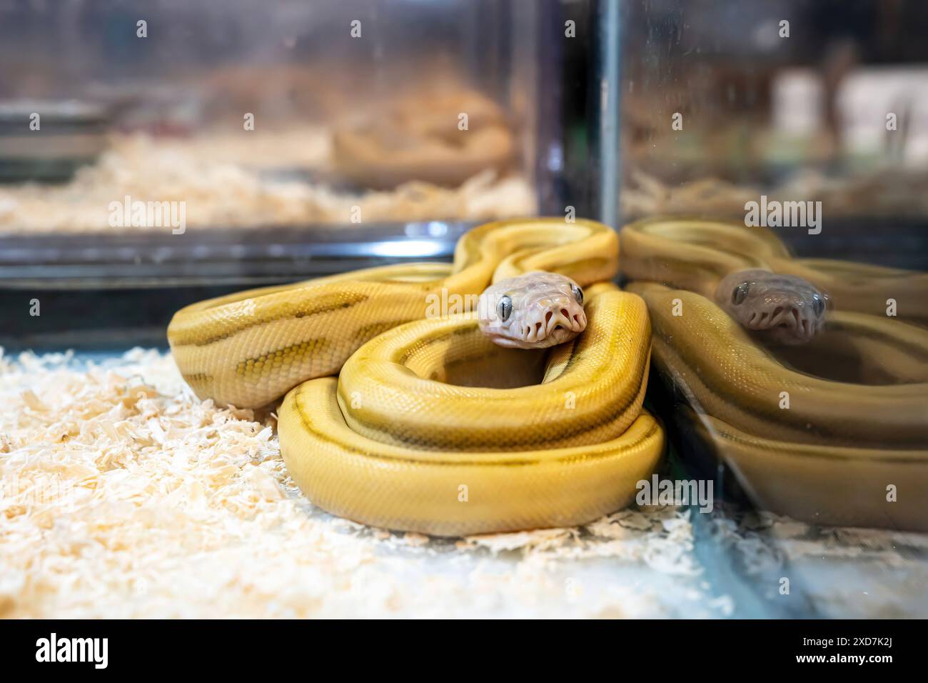 Ball python in the acrylic cabinet waiting to be sold. It's a popular ...