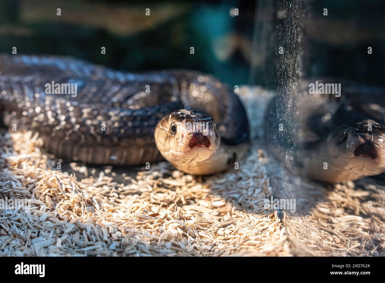 Snake in the acrylic cabinet waiting to be sold. It's a popular pet in ...