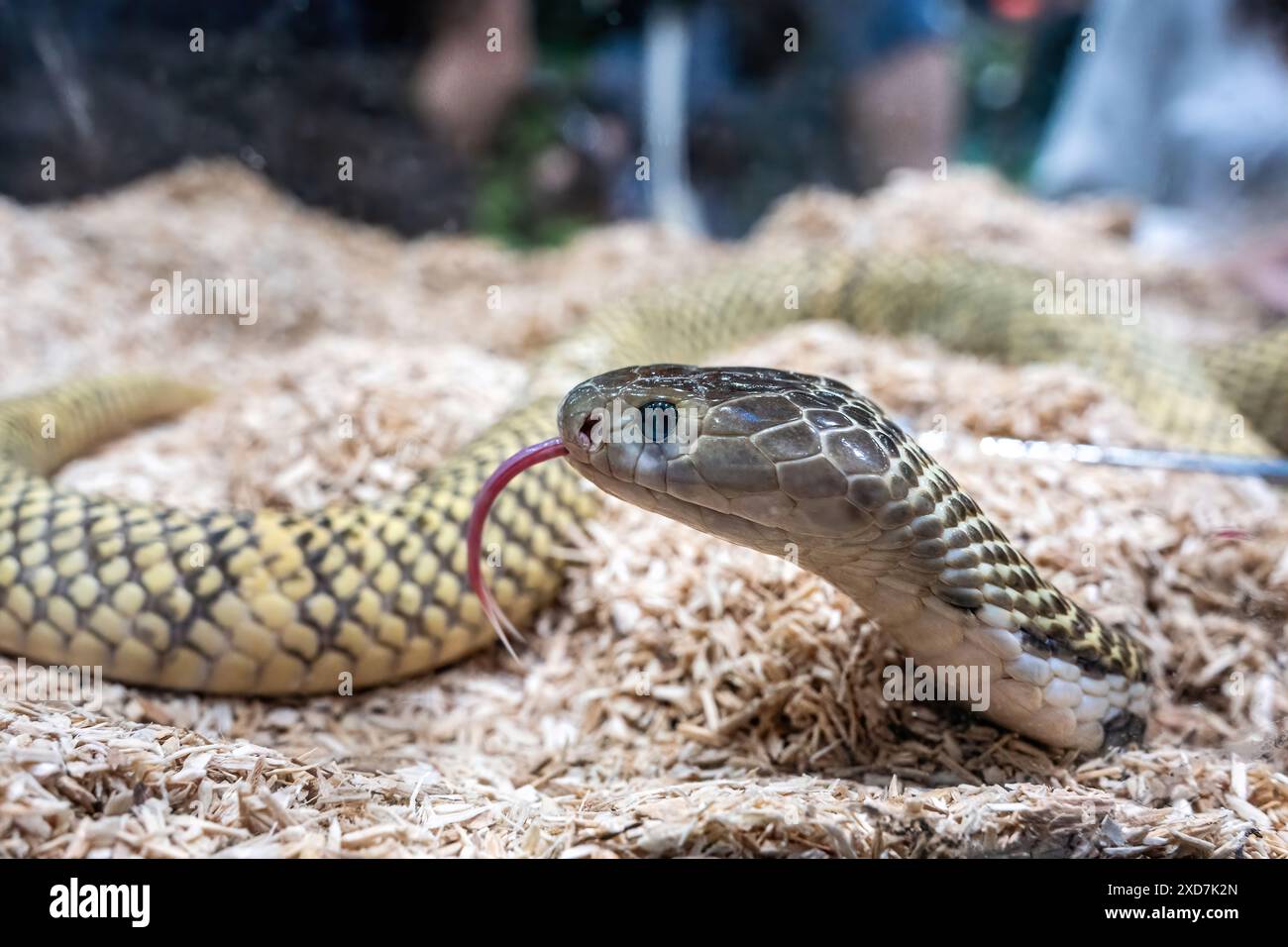 Snake in the acrylic cabinet waiting to be sold. It's a popular pet in ...
