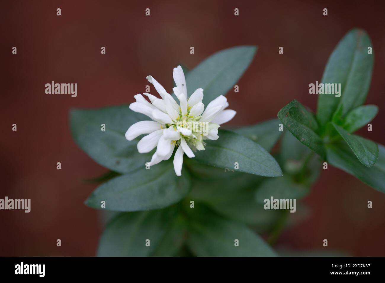 Amidst gentle foliage hi-res stock photography and images - Alamy